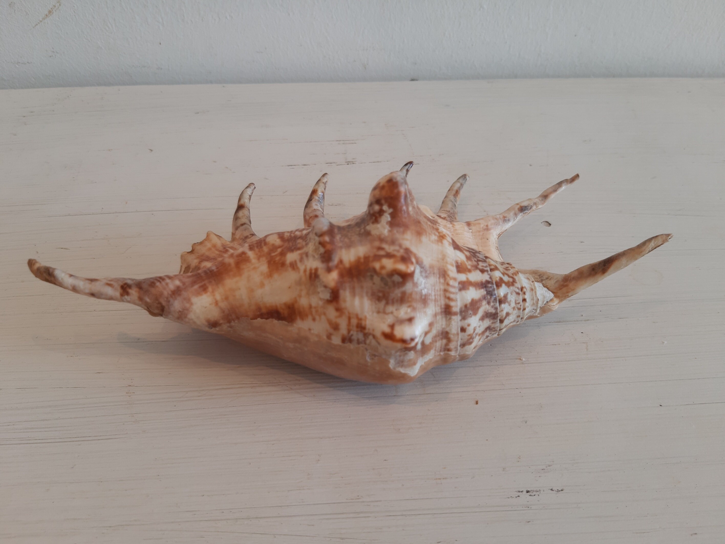 Vintage Spider Conch Shell Lambis Chiragra Sea Shell Spider | Etsy