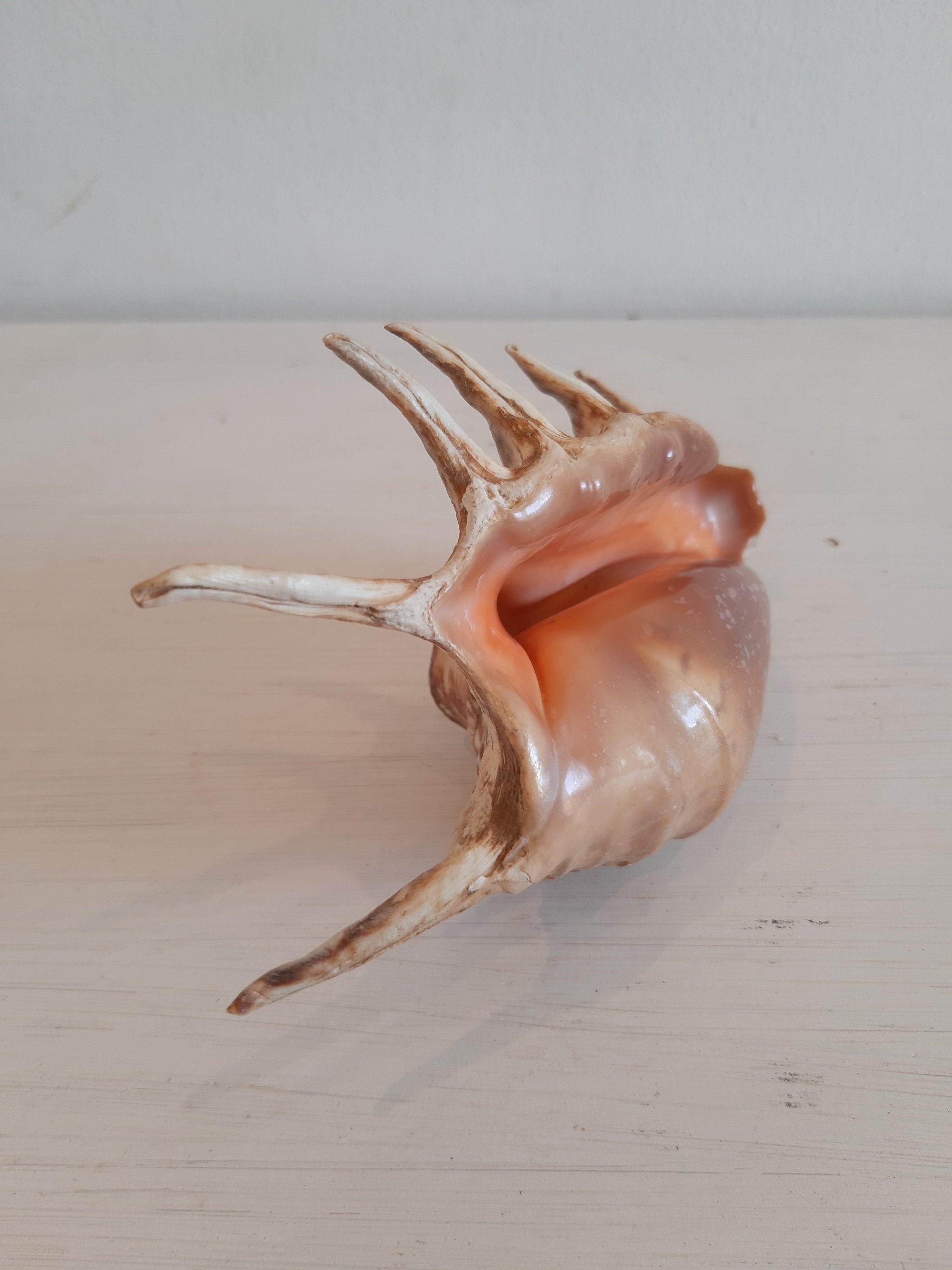 Vintage Spider Conch Shell Lambis Chiragra Sea Shell Spider | Etsy