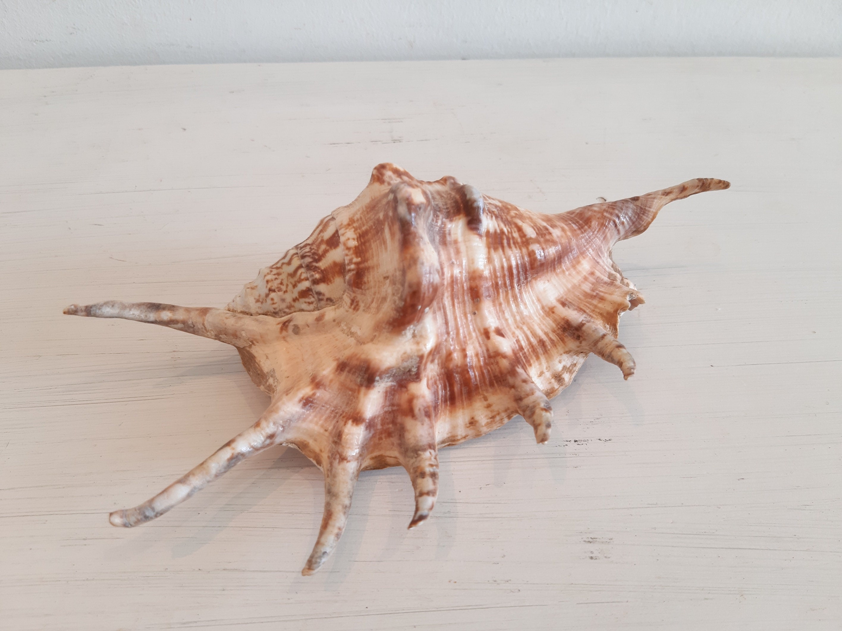 Vintage Spider Conch Shell Lambis Chiragra Sea Shell Spider | Etsy