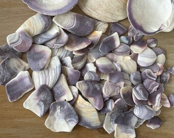 Purple Quahog Wampum Shells - Etsy
