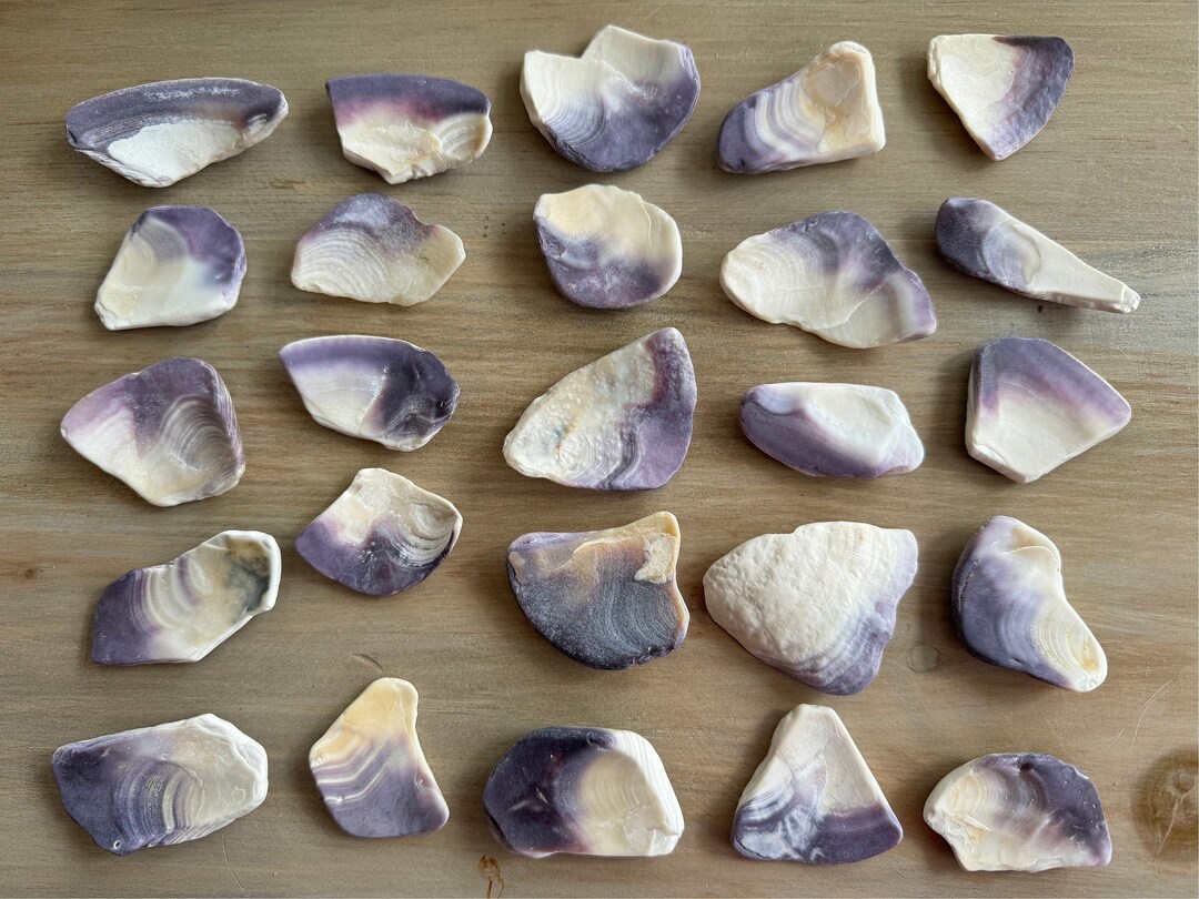 25 Large Purple and White Wampum Shell Pieces Quahog Clam Jewelry ...