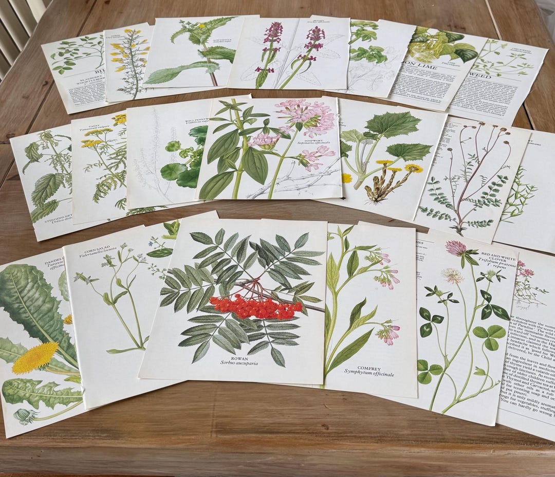 20 Vintage Botanical Illustration Pages Junk Journals Smash Books Art ...