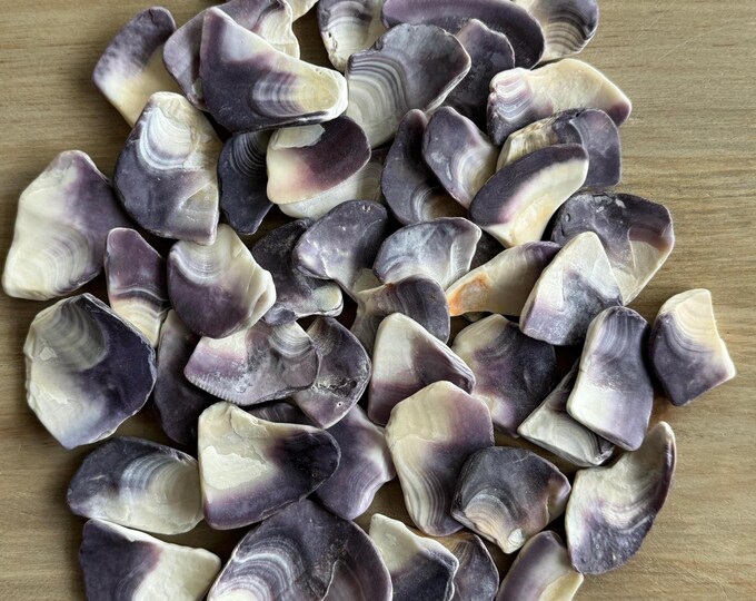 50 Large Purple and White Wampum Shell Pieces Quahog Clam Shells ...