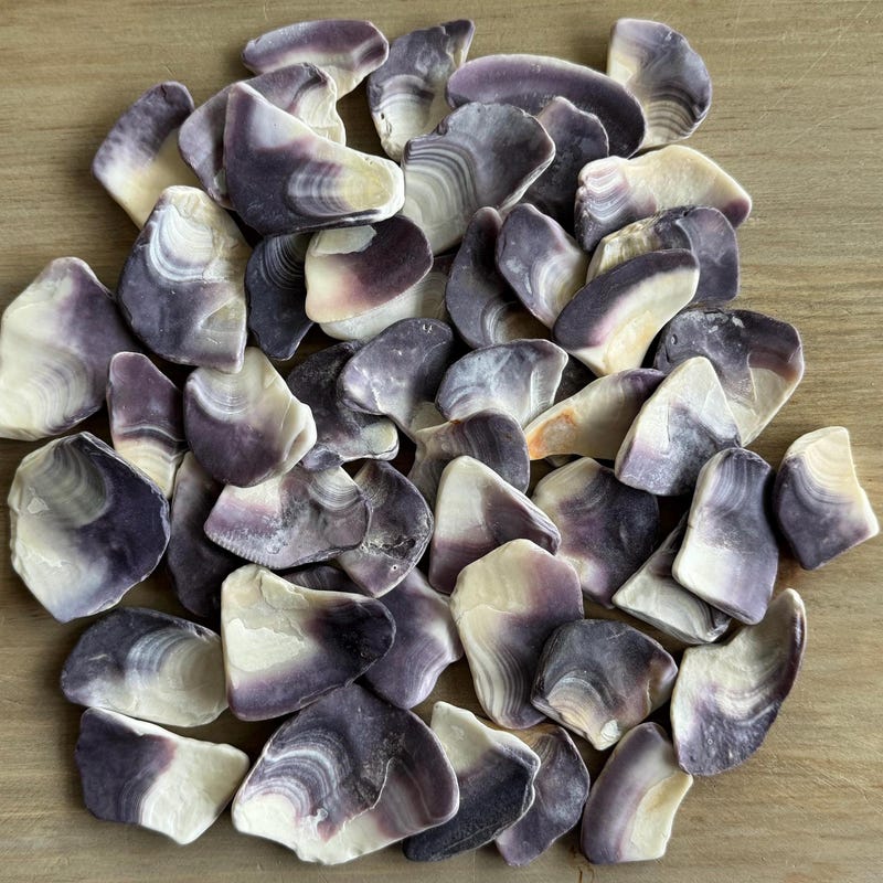 Quahog Shell - Etsy