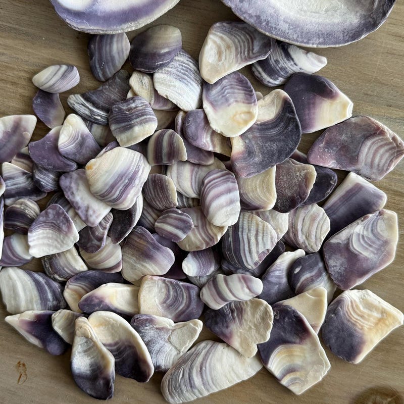 Quahog Shell - Etsy