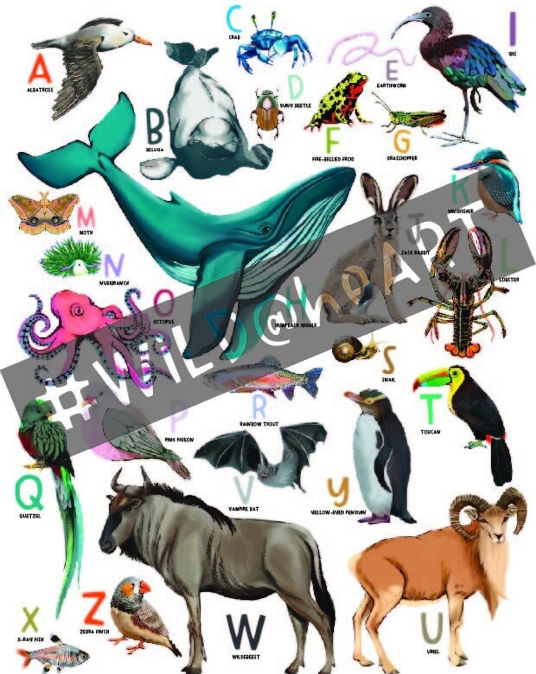 8.5x11" Single Poster Layout - Abcs of (abnormal) Animals - Original ...