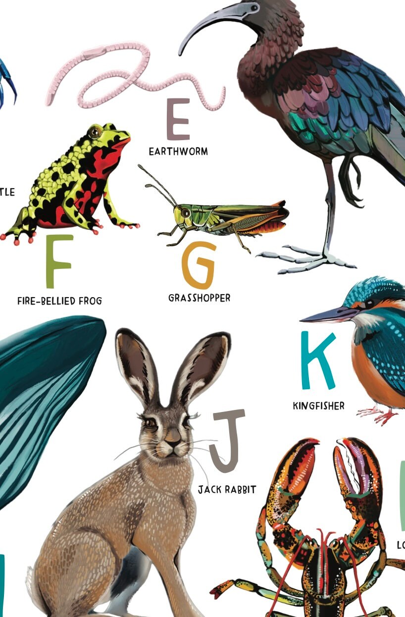 8.5x11" Single Poster Layout - Abcs of (abnormal) Animals - Original ...