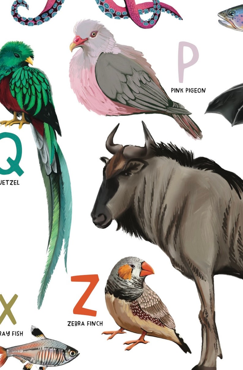 8.5x11" Single Poster Layout - Abcs of (abnormal) Animals - Original ...