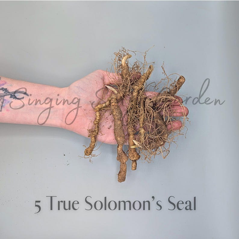 True Solomon Seal Root: Fragrant White Shade Plant - Deer Resistant - Etsy