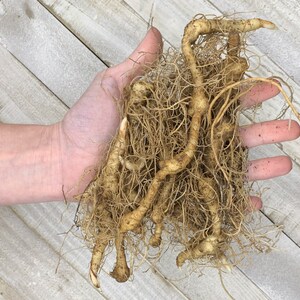 True Solomon Seal Root: Fragrant White Shade Plant - Deer Resistant - Etsy