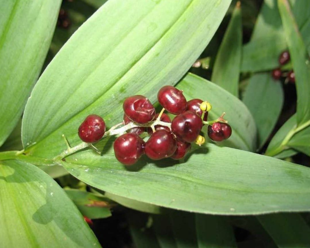 False Solomons Seal, 10 Solomon Seal Root, Star Flower, Shade Plant - Etsy