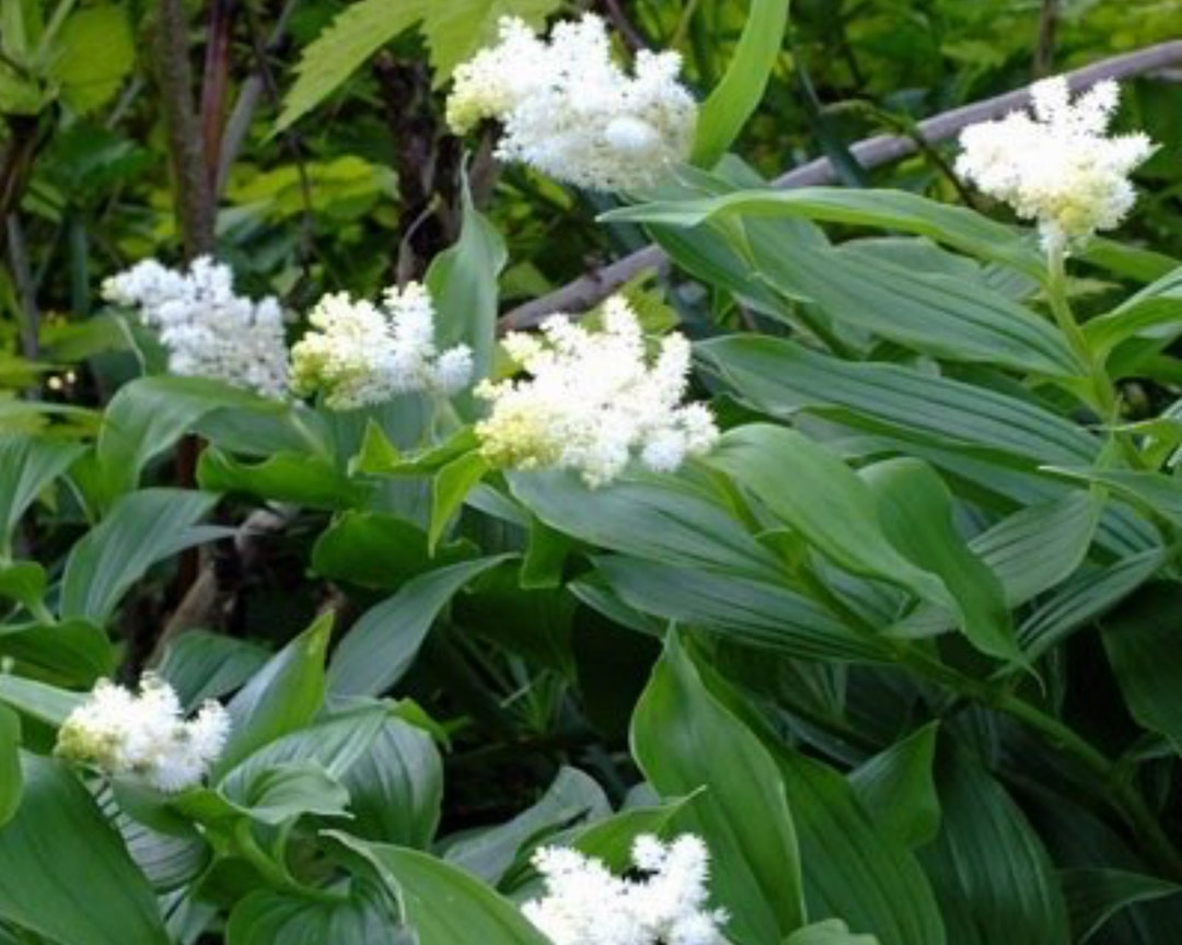 5 False Solomons Seal Roots, Wildlife Garden, White Perennial Flower - Etsy