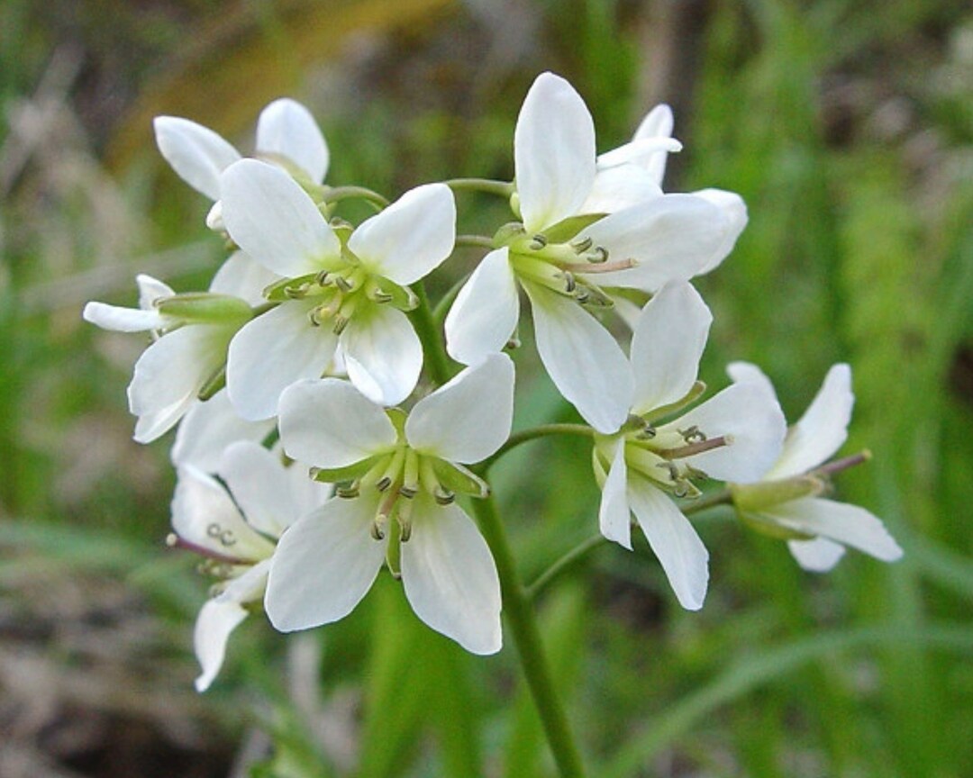Toothwort Bulbs: Cardamine Diphylla, White Spring Blooms - Etsy