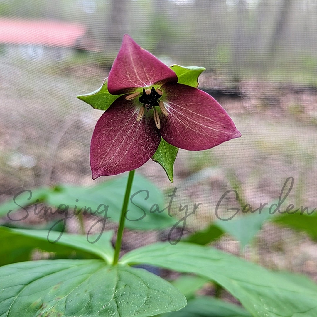 Red Trillium Bulbs, Red Trillium Plants, Plants for Zone 7, Perennial ...