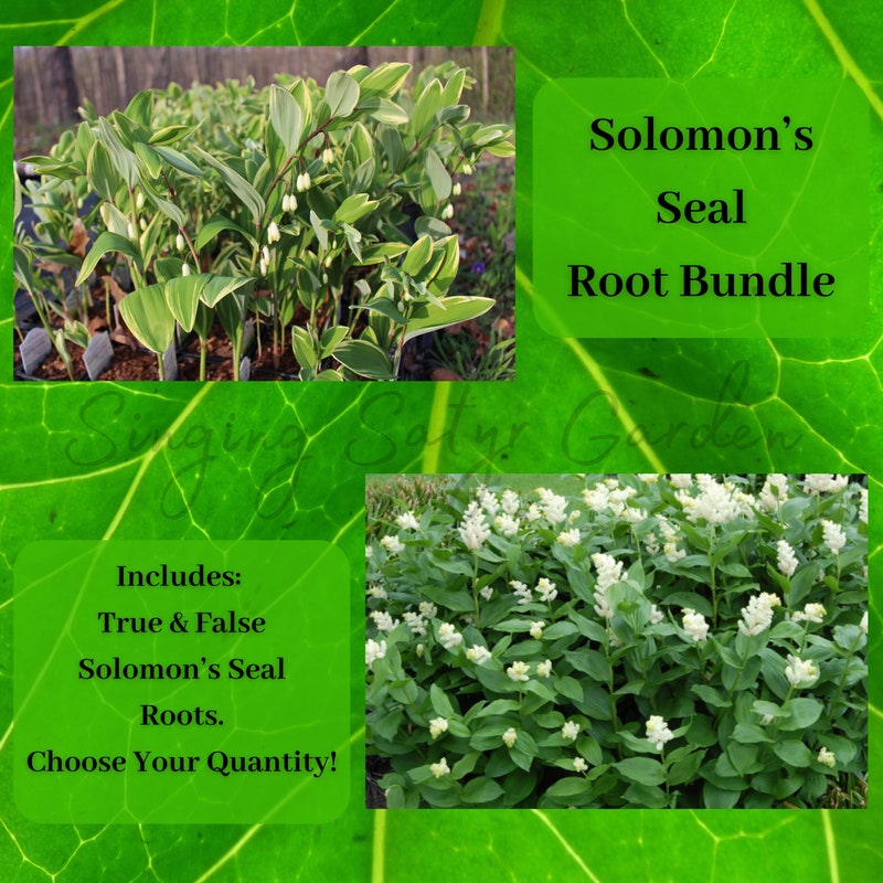 SingingSatyrGarden - Etsy