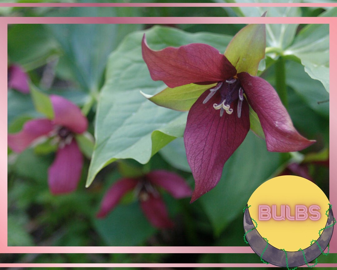 Red Trillium Bulbs, Red Trillium Plants, Plants for Zone 7, Perennial ...