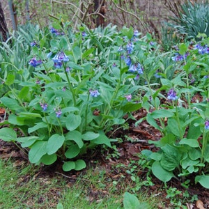 Virginia Bluebell Root System: Deer Resistant Shade Perennial - Etsy