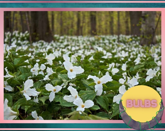 White Trillium, Trillium Grandiflorum, Perennial Flower Bulbs, Spring ...