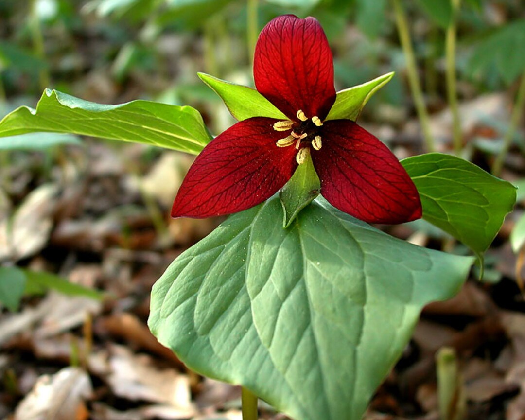 Red Trillium Bulbs, Red Trillium Plants, Plants for Zone 7, Perennial ...