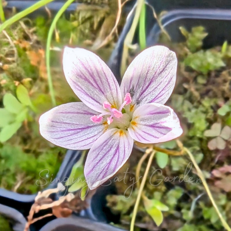 Bulb Flowers Spring - Etsy