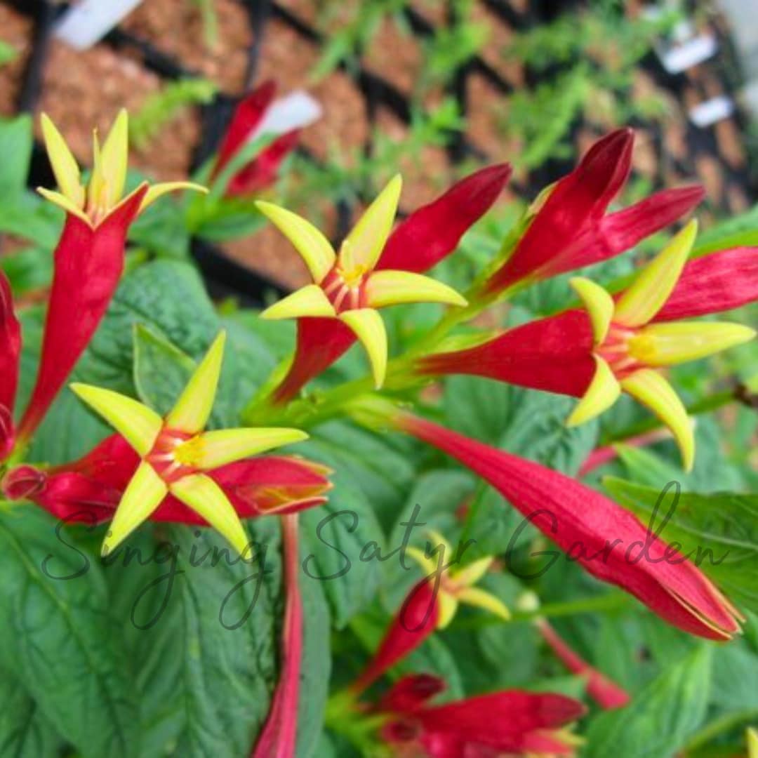 Indian Pink Spigelia Bulbs: Hummingbird Firecracker Plant - Etsy