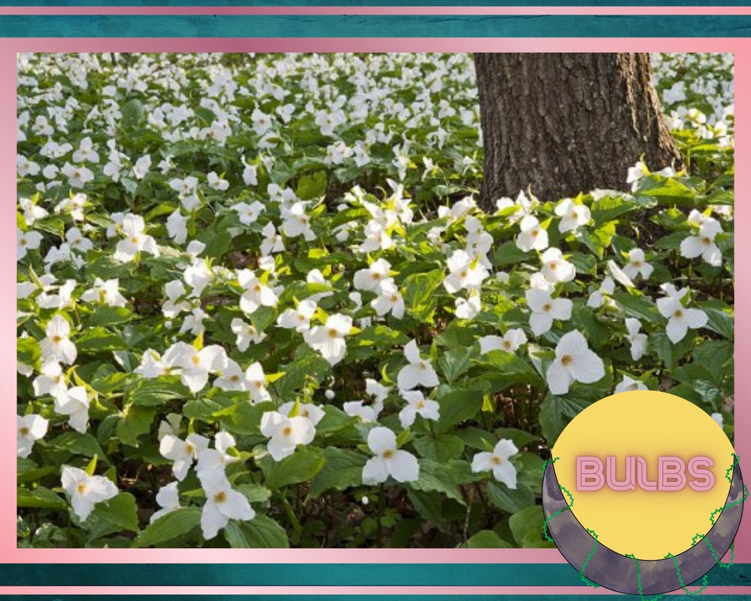 White Trillium, Trillium Grandiflorum, Perennial Flower Bulbs, Spring ...