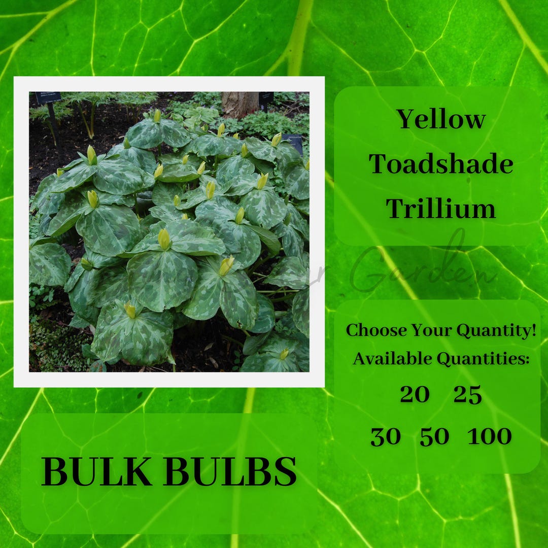 Yellow Toadshade Trillium Bulbs, Bulk Bulbs - Etsy