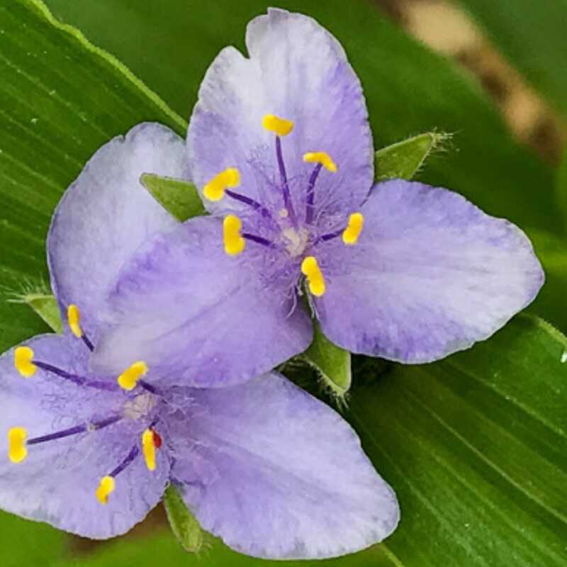 Spiderwort - Etsy