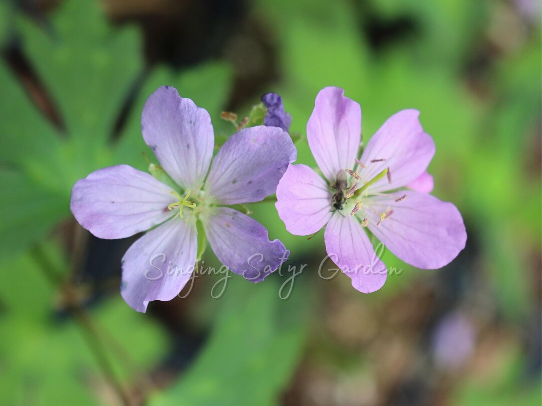 Wild Geranium Bulbs: Deer Resistant Purple Cranesbill, Full Sun ...