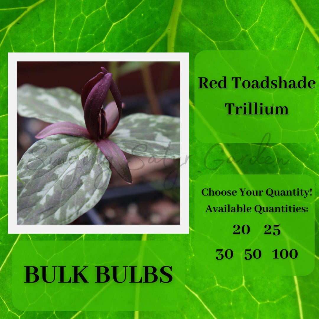 Red Toadshade Trillium Bulbs, Bulk Bulbs, Trillium Bulbs - Etsy