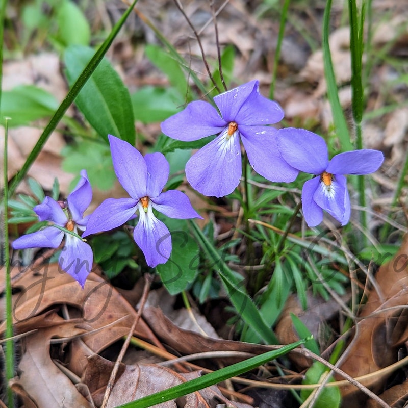 Wild Violet Seeds - Etsy