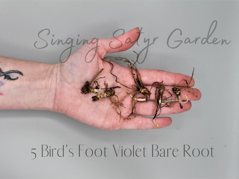 Bird's Foot Violet Bare Root Plant: Pollinator-friendly Perennial - Etsy
