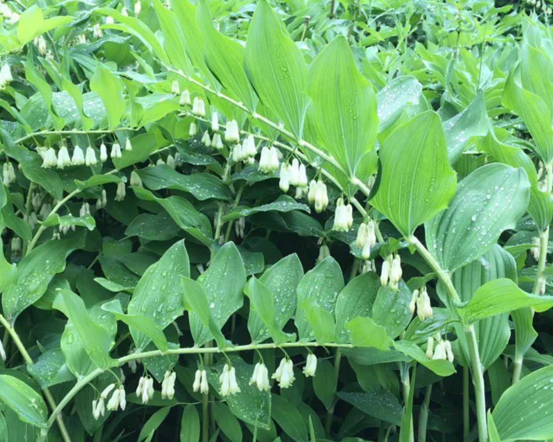 True Solomon Seal Root Medicinal Herb Herbaceous Perennial - Etsy