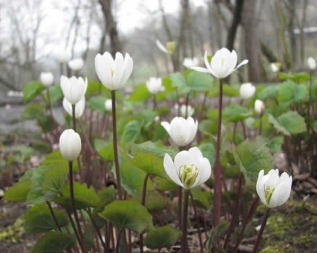 10 Twinleaf Bulbs: Perennial Pollinator Plant - Etsy