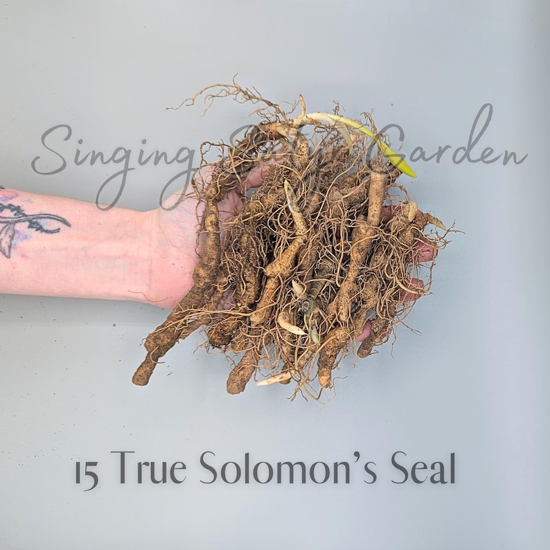 True Solomon Seal Root: Fragrant White Shade Plant - Deer Resistant - Etsy