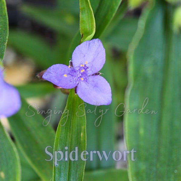 Spiderwort - Etsy