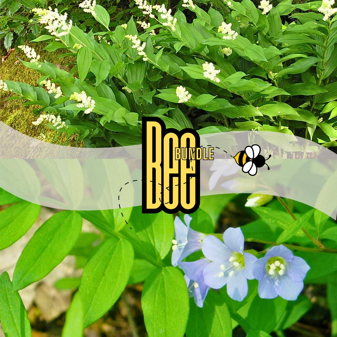 Bee Flower Bulb Bundle for Hardiness Zones 3-8: False Solomon’s Seal ...