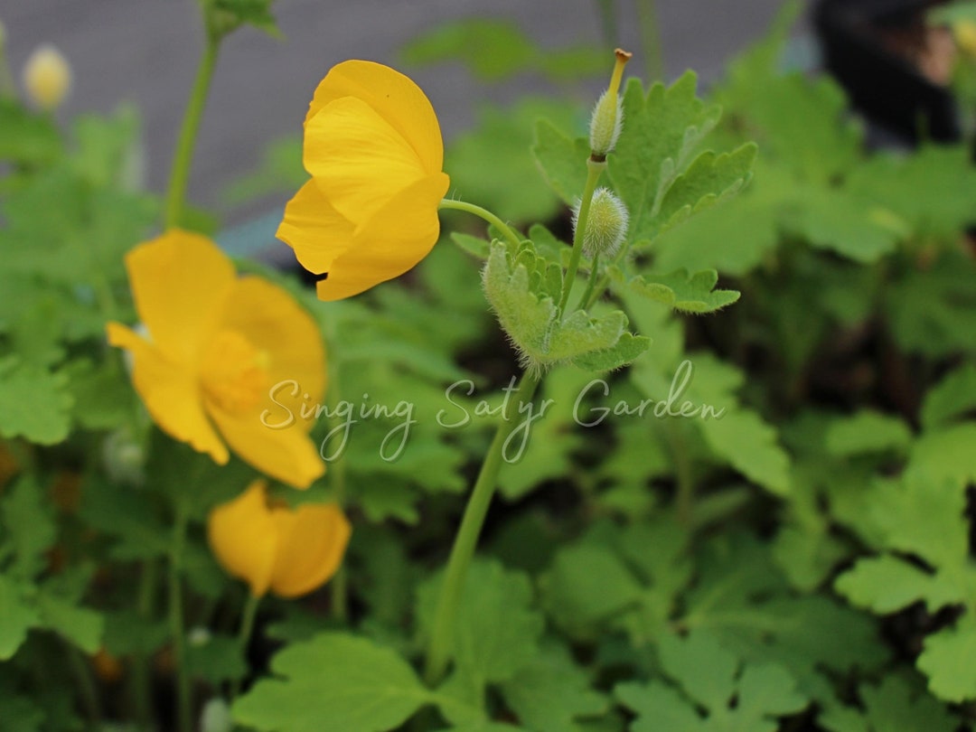 Wood Golden Poppy Bulbs, Stylophorum Diphyllum, Poppy Plant, Perennial ...
