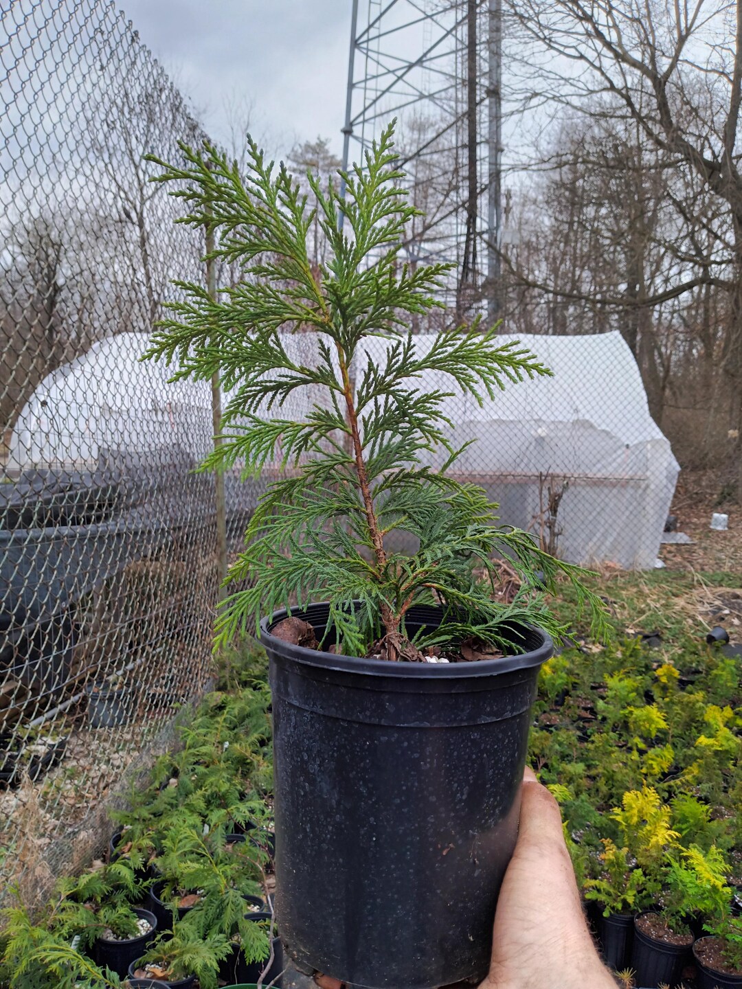 Weeping Alaskan Cedar 'pendula' Seedling - Etsy