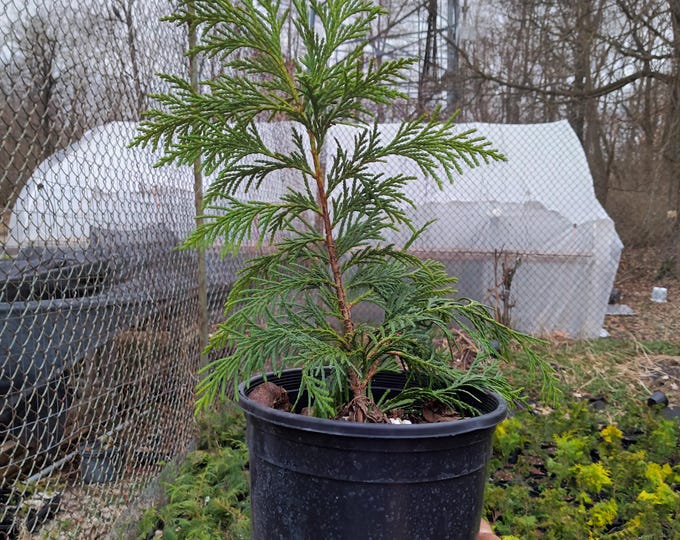 Weeping Alaskan Cedar 'pendula' Seedling - Etsy