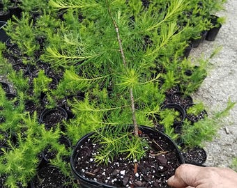 American Larch Tree, Larix Laricina, Tamarack, Eastern Larch, Fast ...