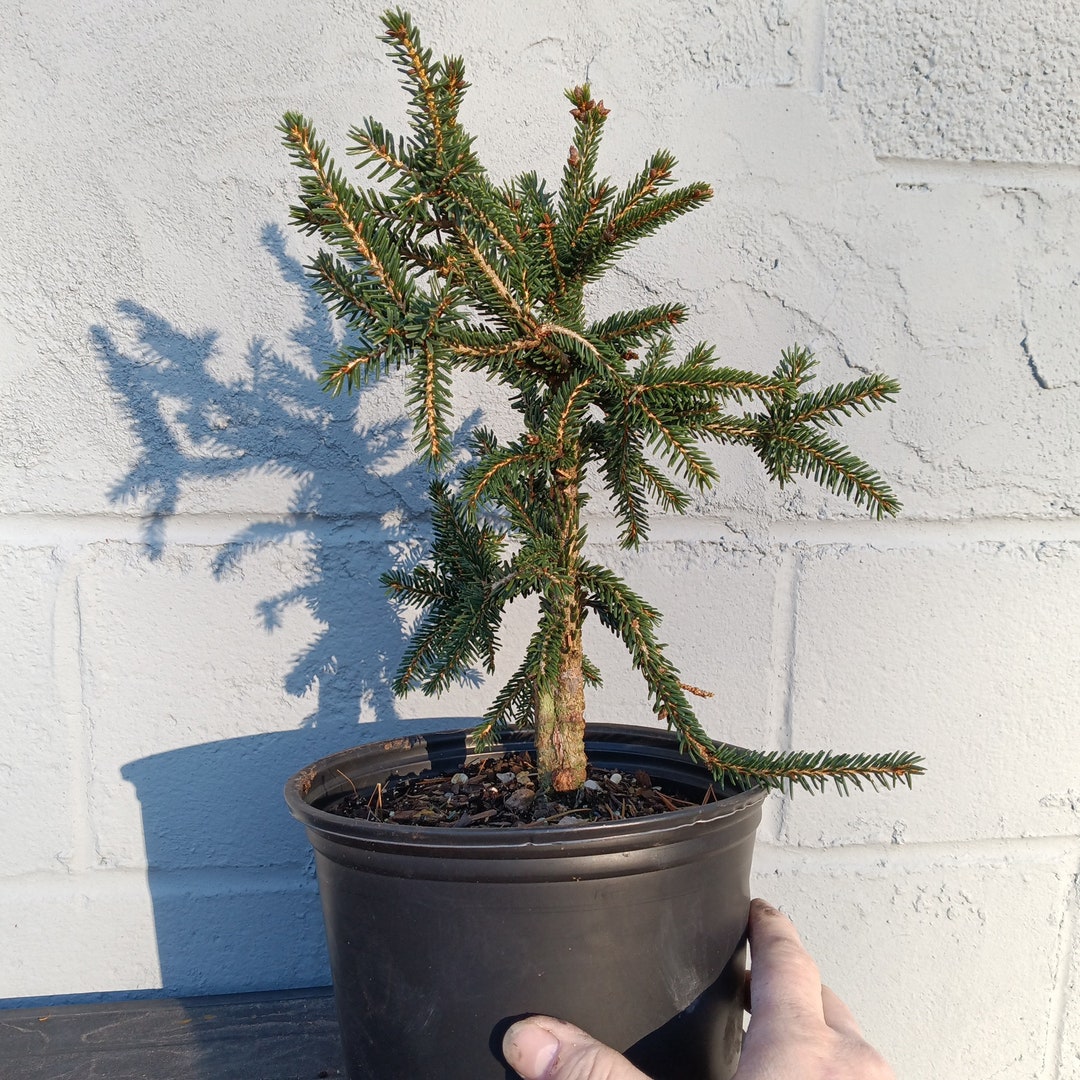 Picea Orientalis Nigra Compacta - Etsy