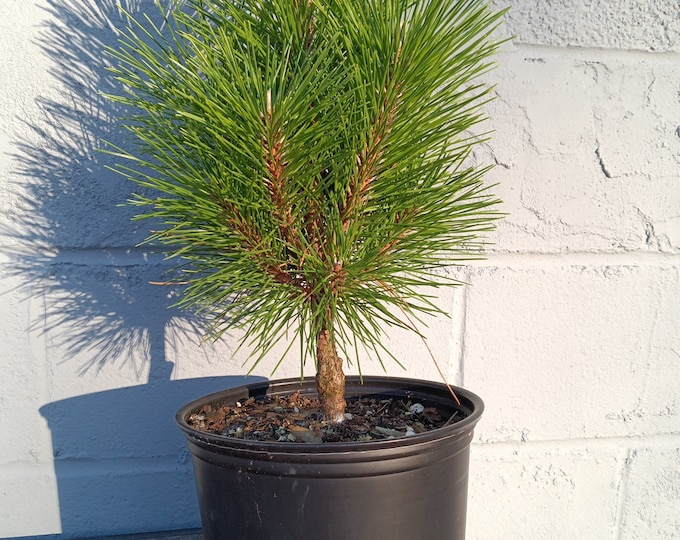 Pinus Thunbergii 'thunderhead' - Etsy