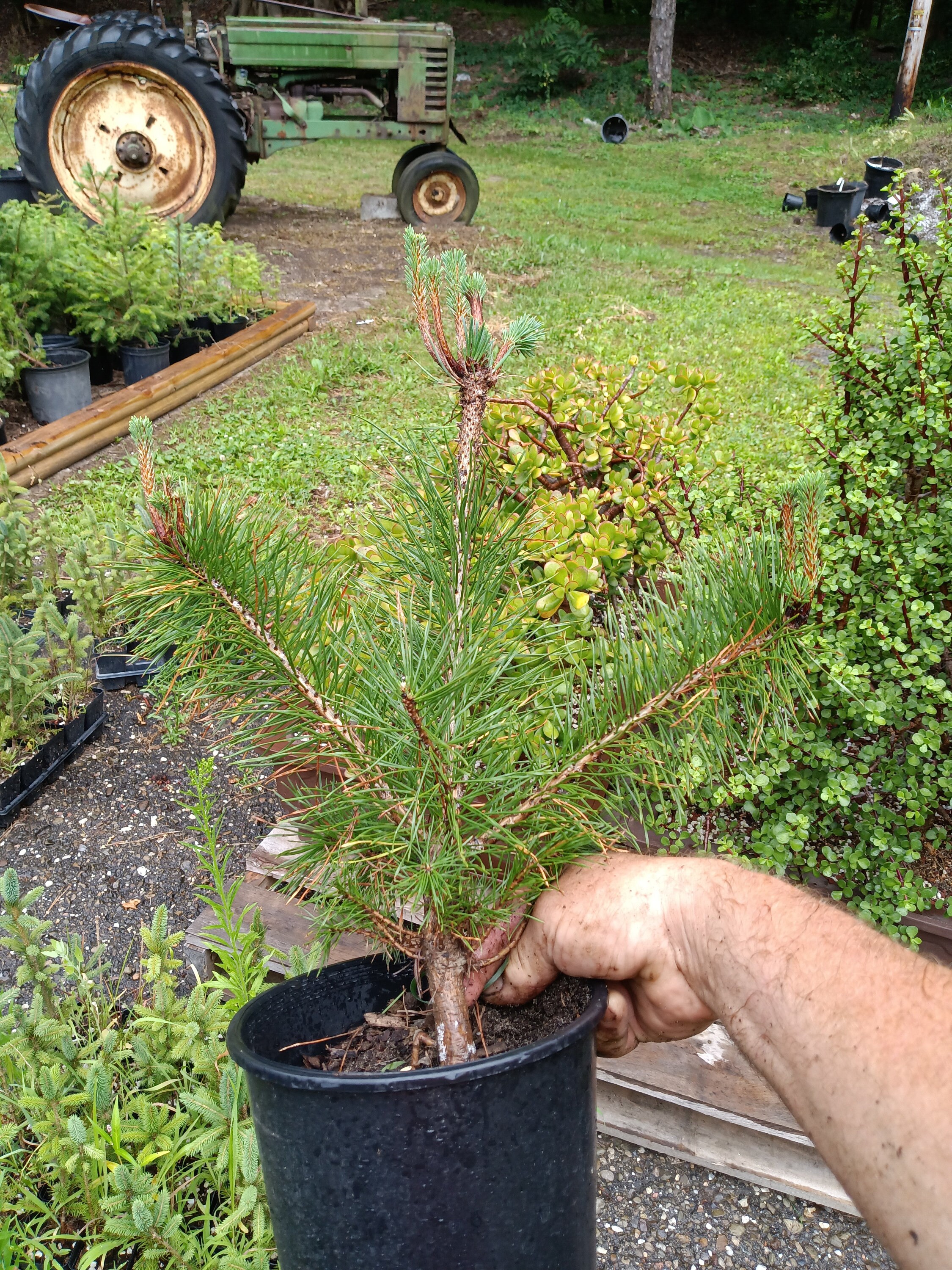 Scotch Pine in One Gallon Pot - Etsy