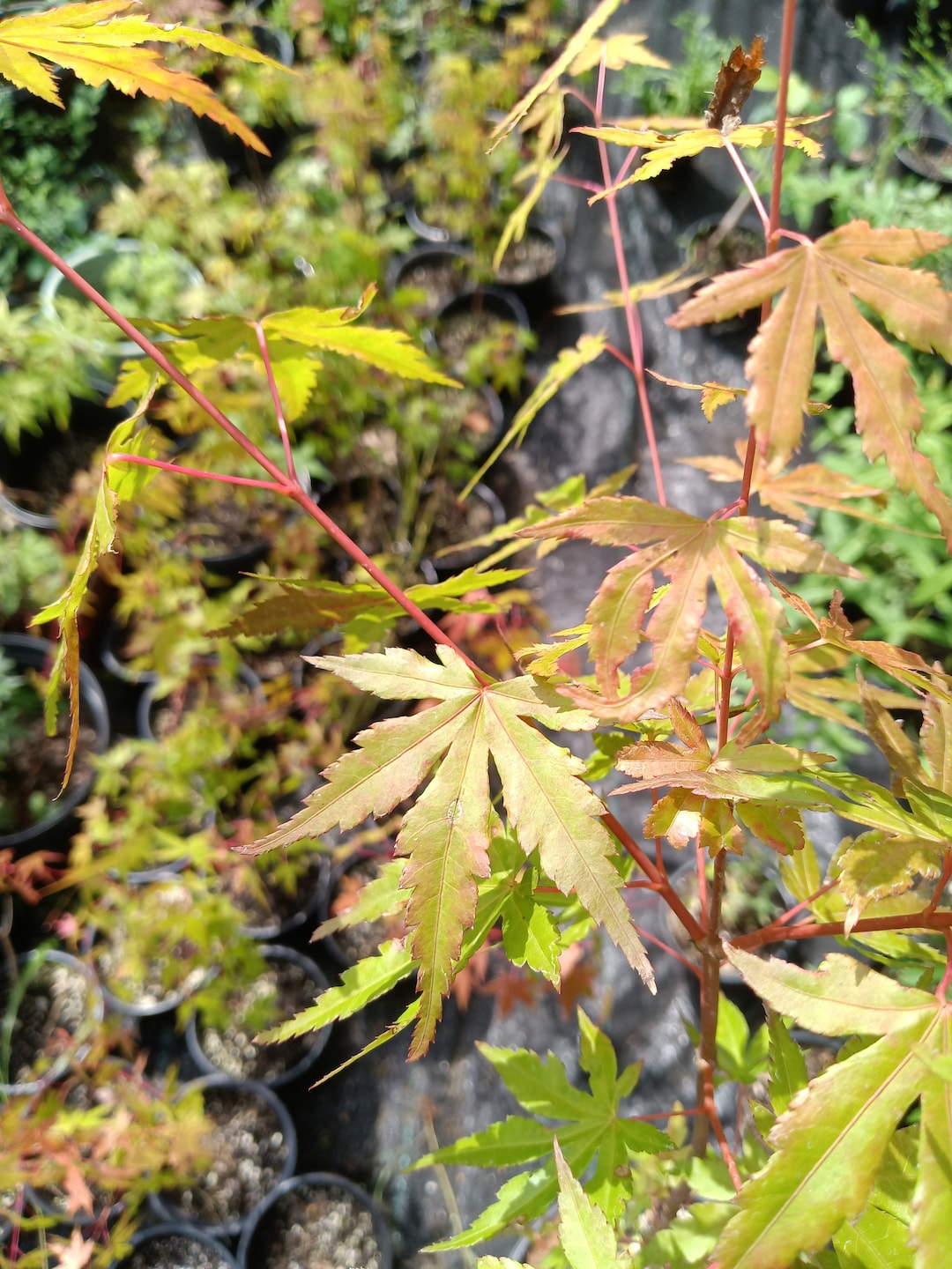 Green Japanese Maple Acer Palmatum 16"-24" 3 Year Old Seedlings in 6 ...