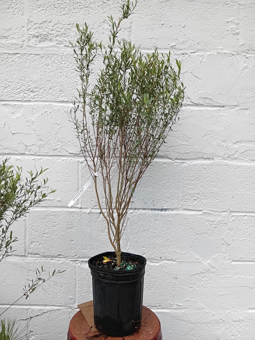 Arctic Willow in One Gallon Nursery Pot - Etsy
