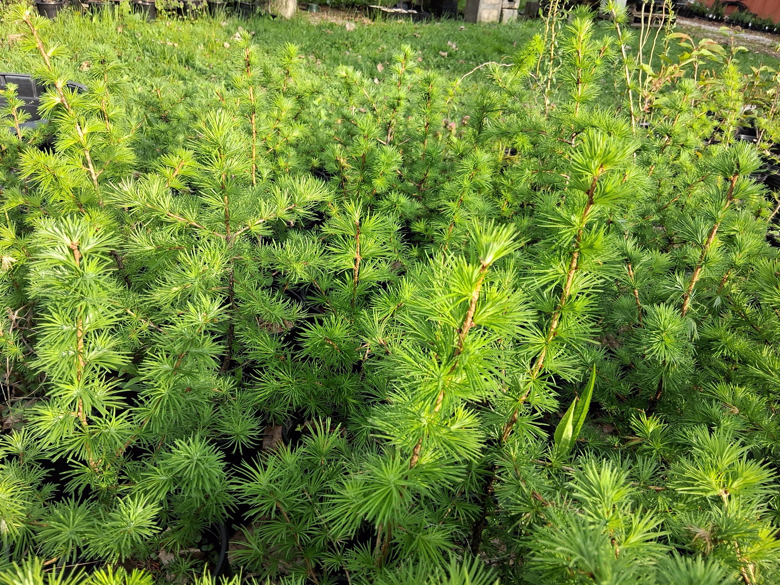 Japanese Larch Trees in 1 Gallon Pots - Etsy