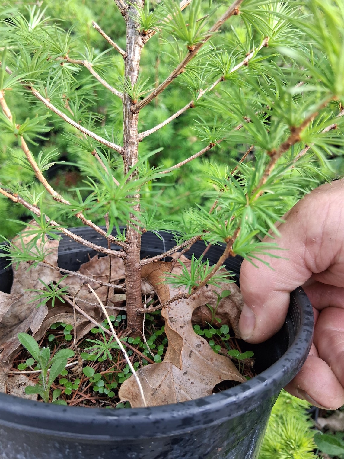 Japanese Larch Trees in 1 Gallon Pots - Etsy