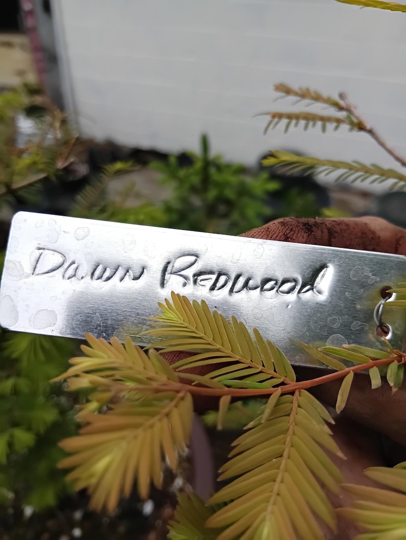 The Best Tree Identification Tags. Pack of 50 Emboss-o-tags - Etsy