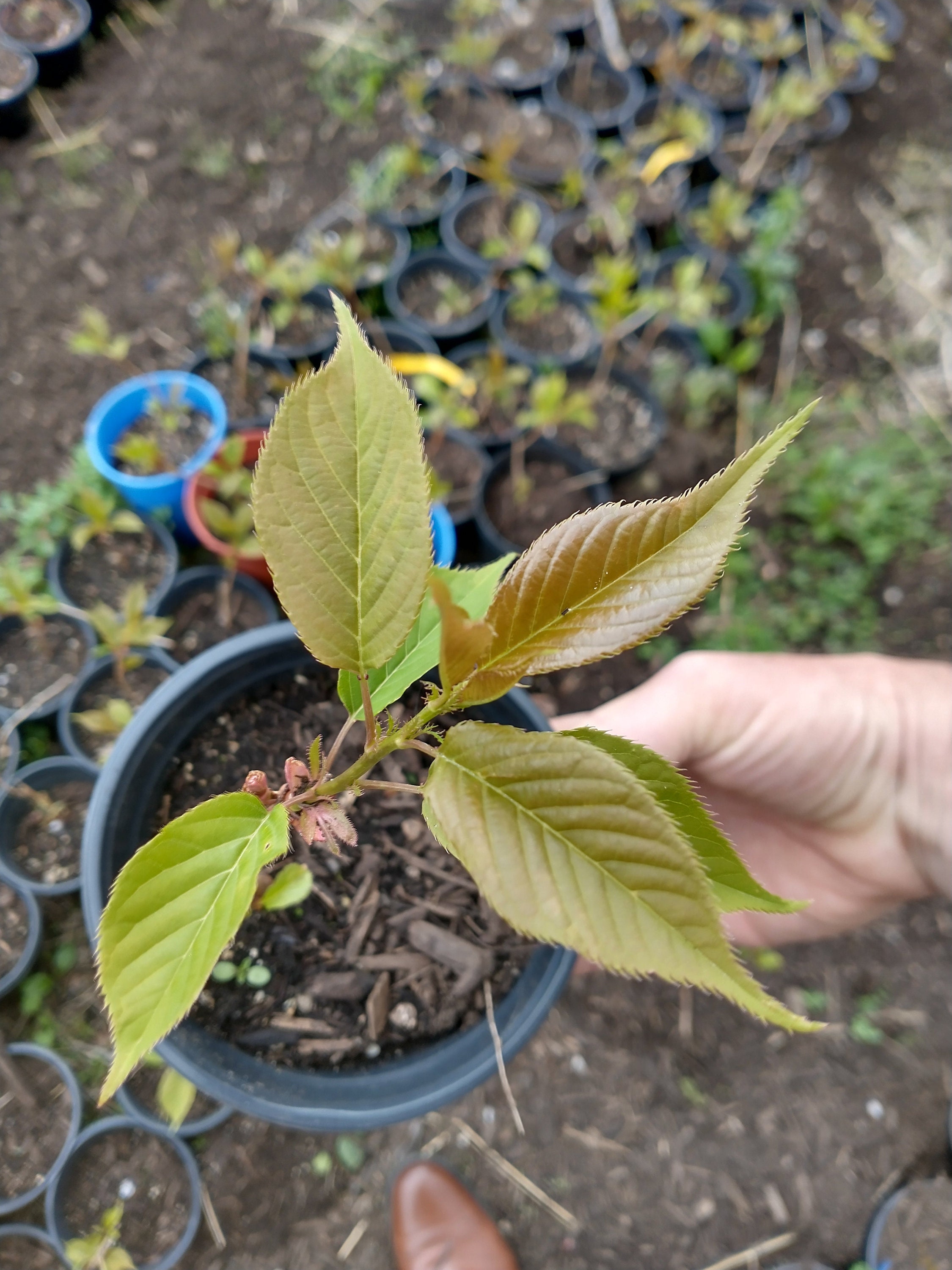 Kwanzan Cherry Tree Seedlings 6-12 in 6 Pot - Etsy